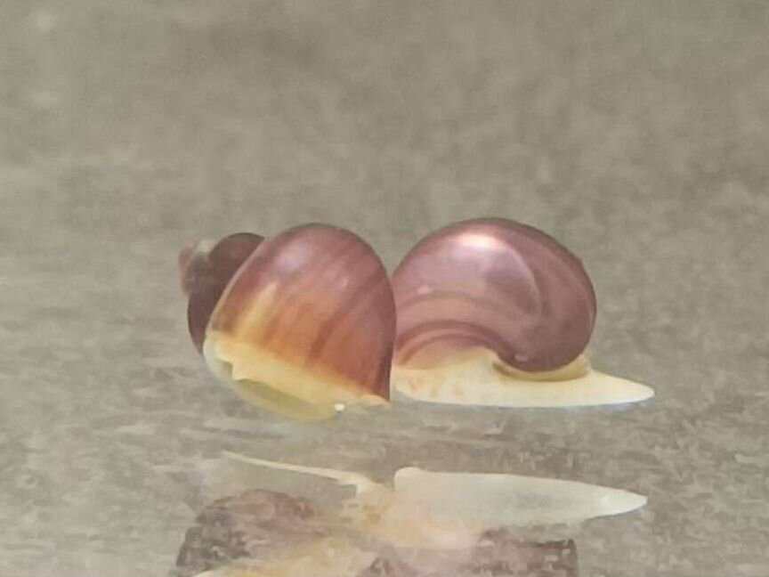 Ампулярия розовая