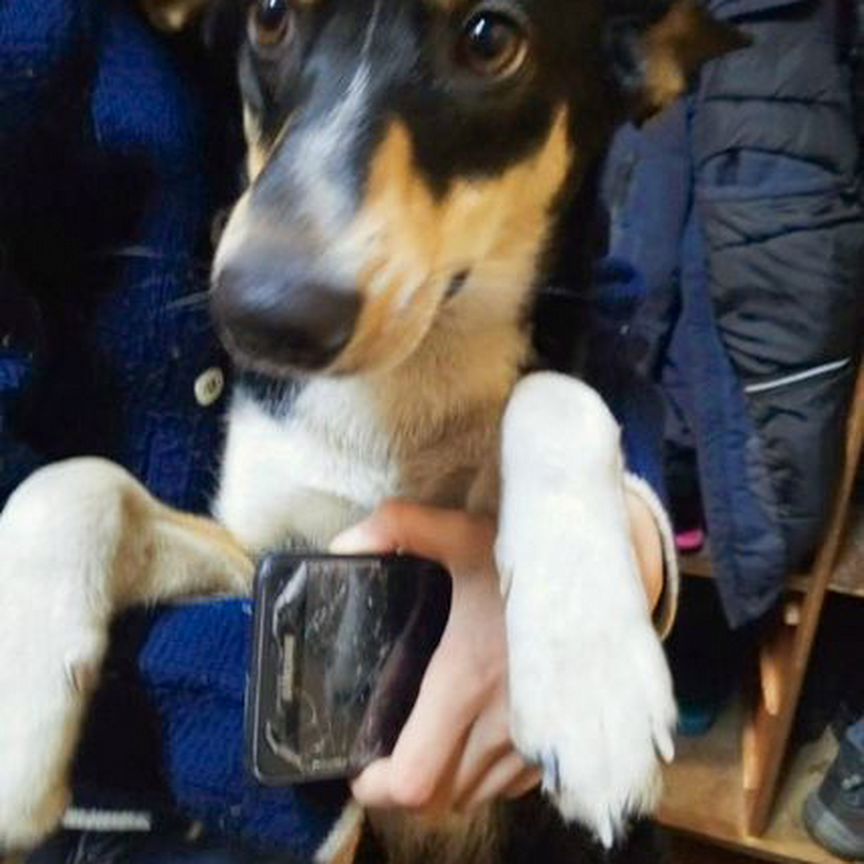 Собака в добрые руки