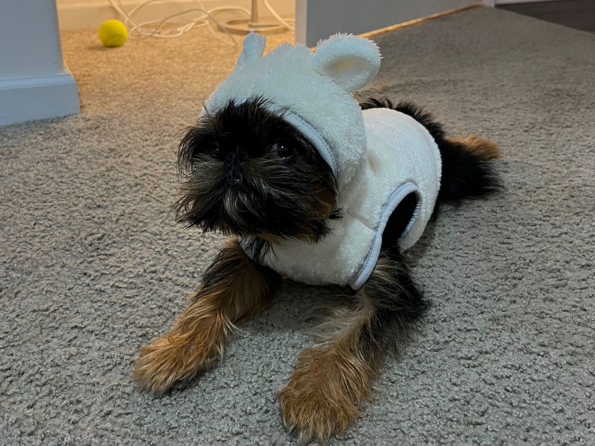 Одежда с ушками для собак мелких пород