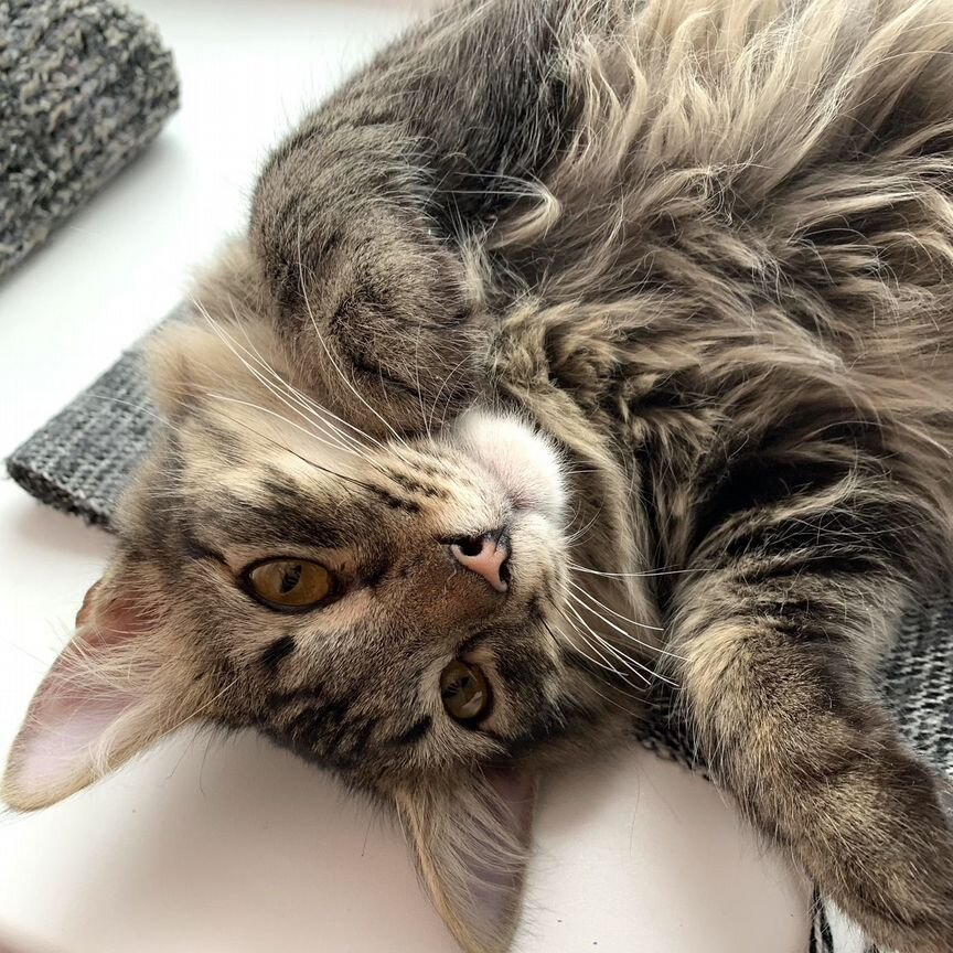 Котик в добрые руки