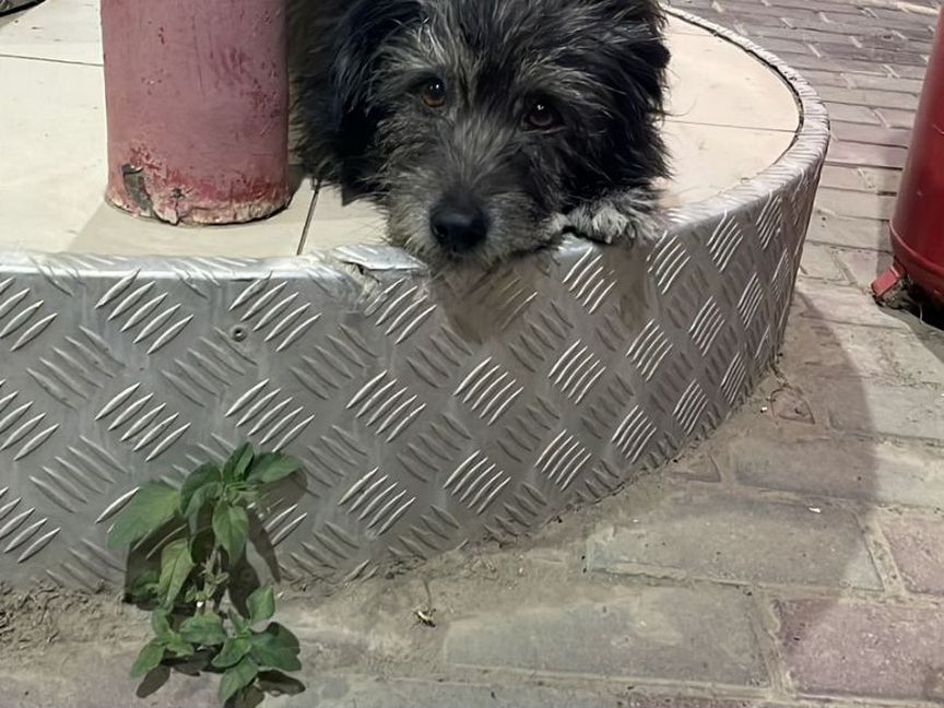 В добрые руки