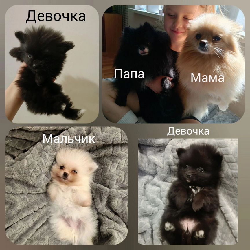 Щенки шпица