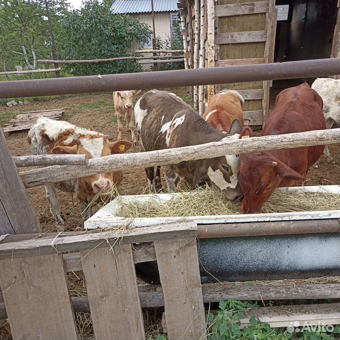 Бычки и телки