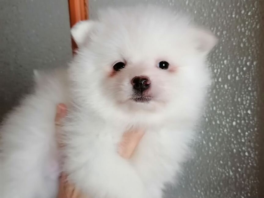 Щенки шпица