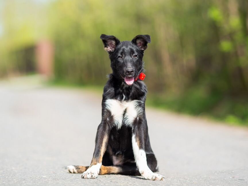 Щенок в добрые руки