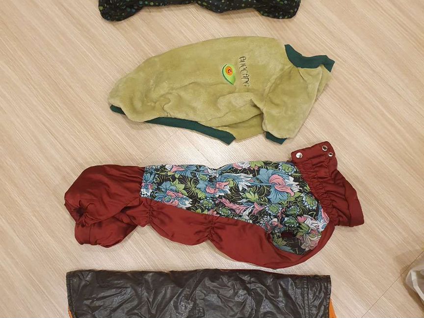 Одежда для такс