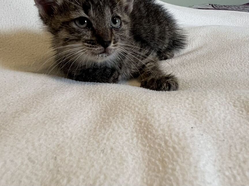 Чаузи метис ищет дом 1,5 мес, спасите кроху