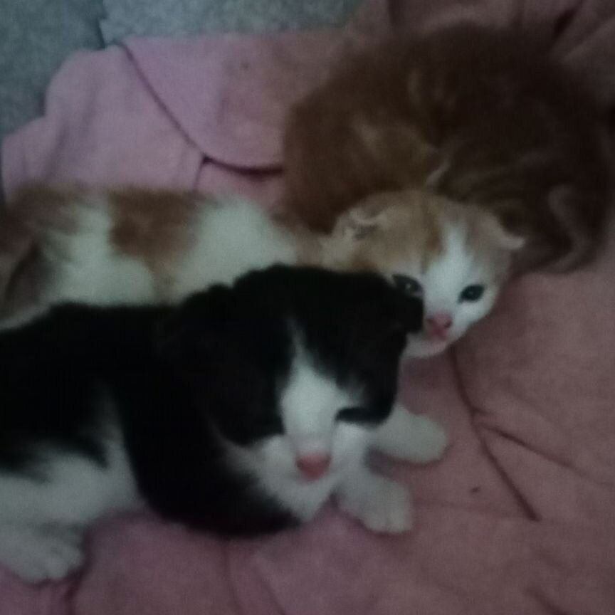 Шотландские вислоухие котята