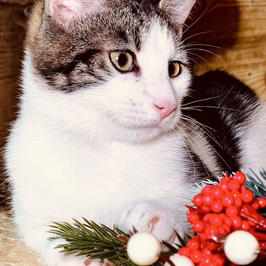 Котенок Захарыч