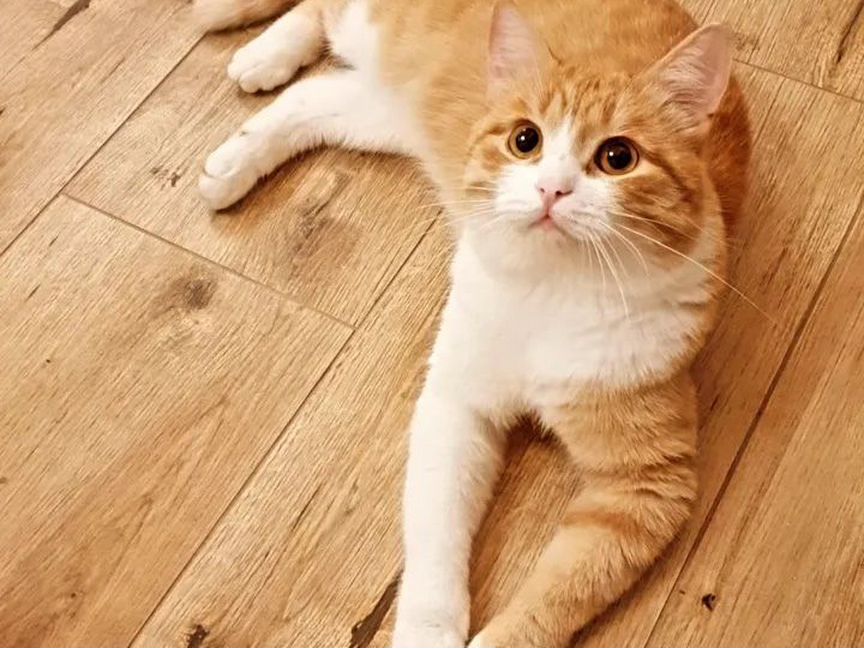 Потерялся кот