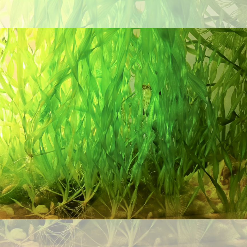 Водоросли для аквариума