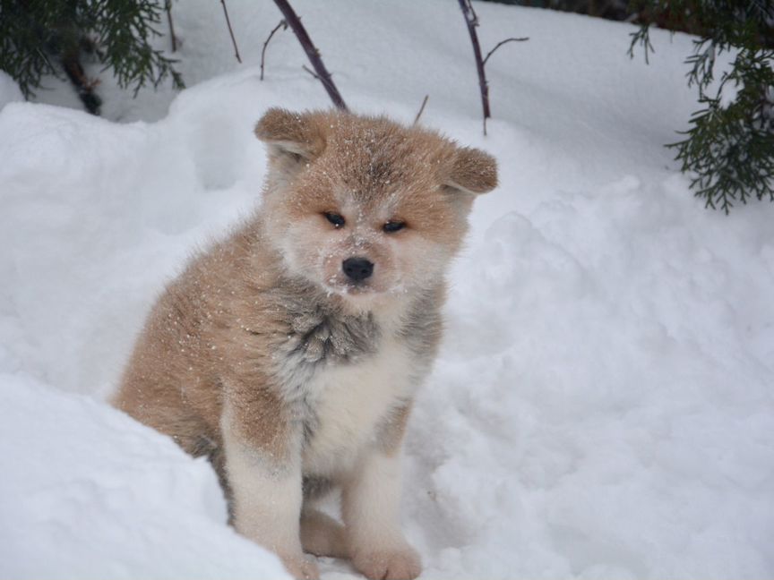 Щенки акита ину