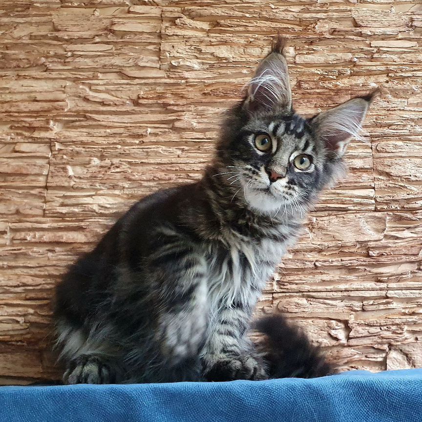 Котята мейн-кун