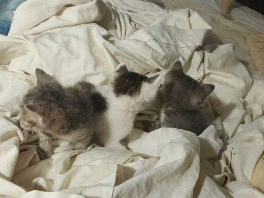 Котодетки исчез дом