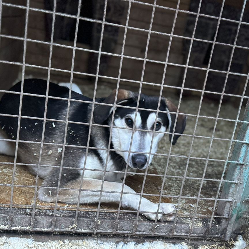 Щенок в добрые руки