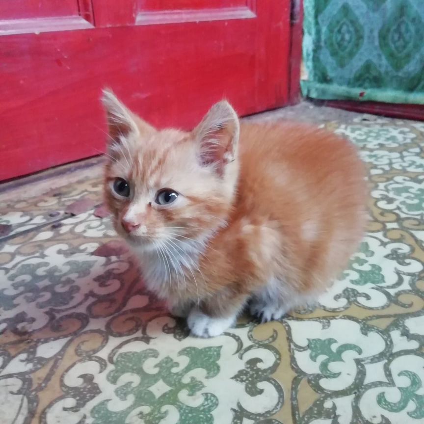 Рыжий котенок в добрые руки бесплатно