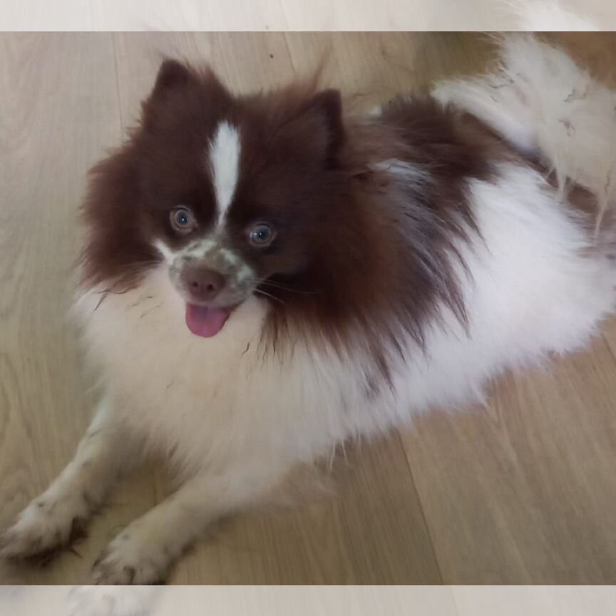 Шпиц Мальчик 1,5 года