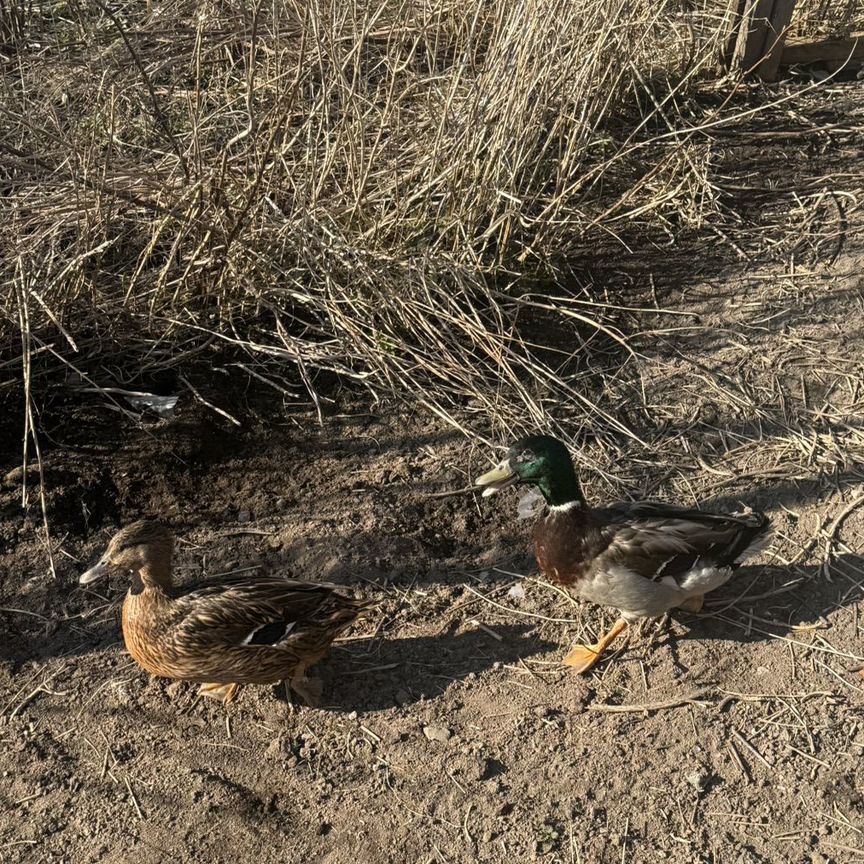 Подсадные утки