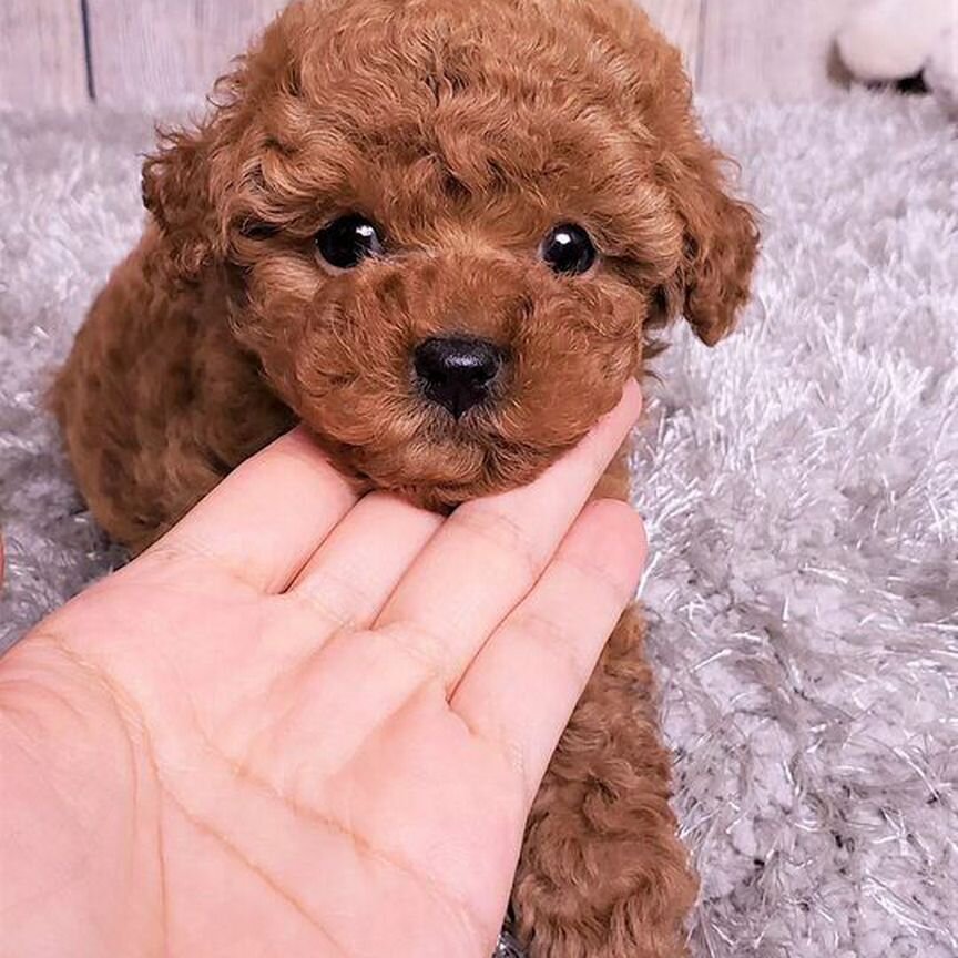 Той-пудель мини