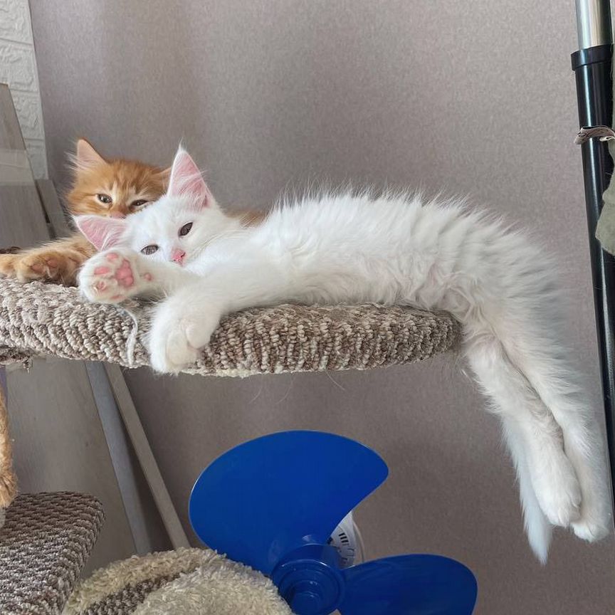 Мейн-кун котёнок