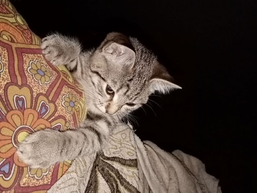 Кошечка