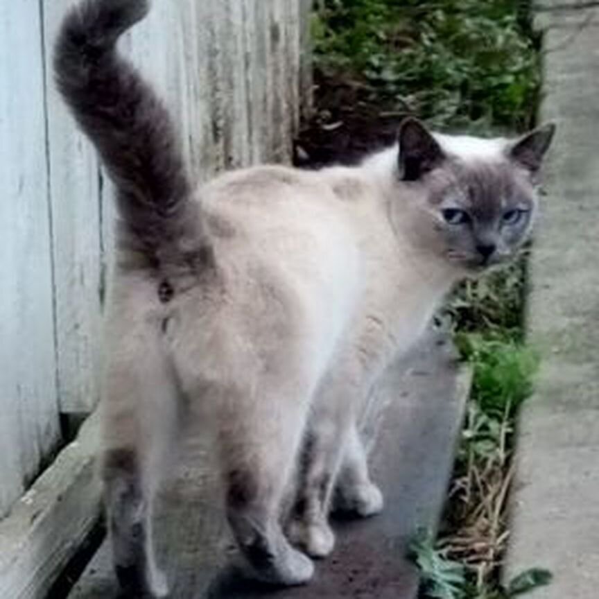 Тайская кошка, взрослая