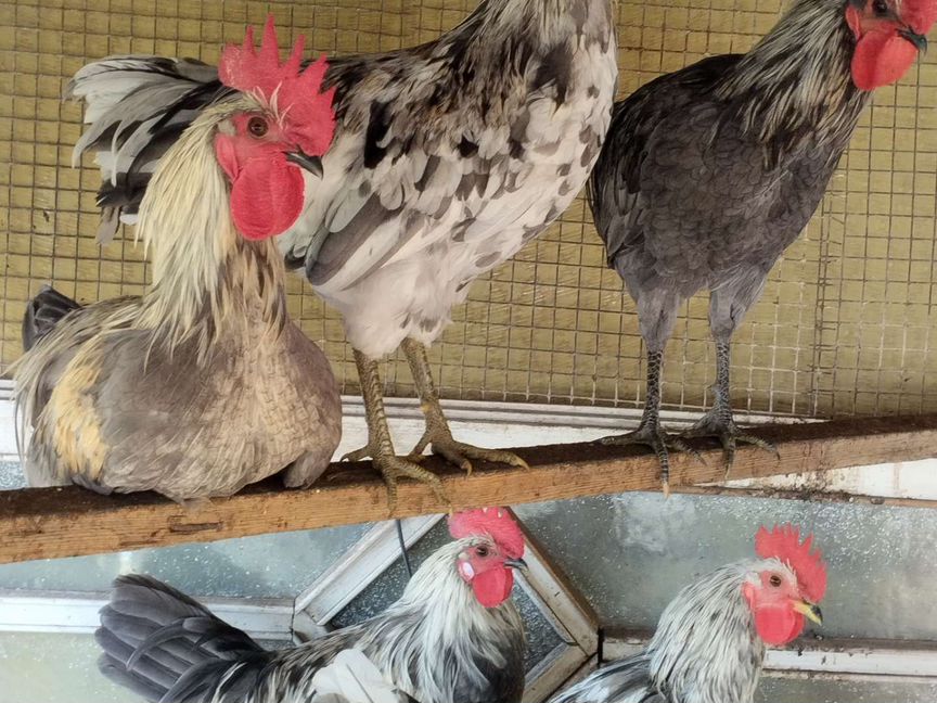 Молодые петушки