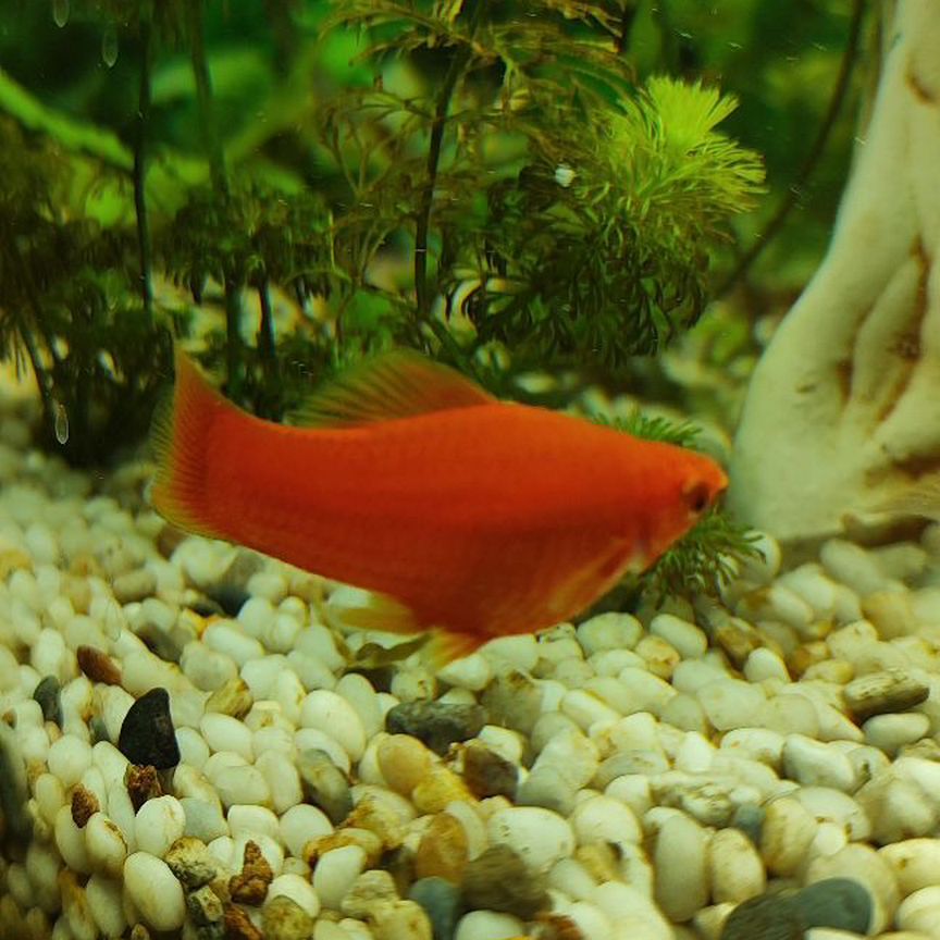 Красавица ищет новый дом