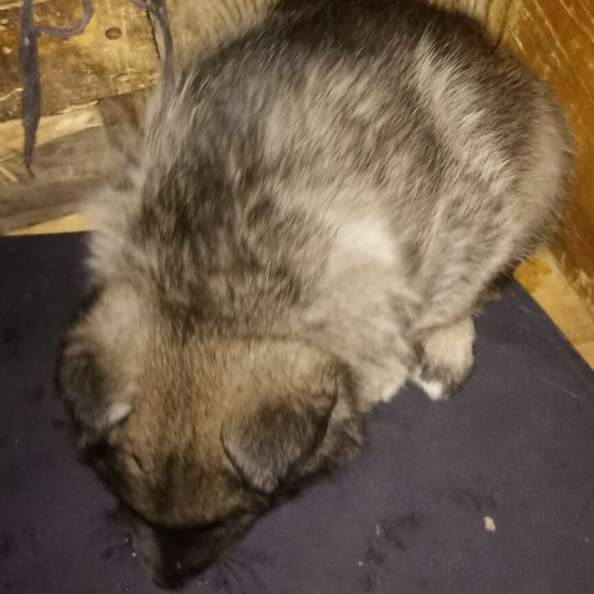 Норвежский элкхаунд, щенок