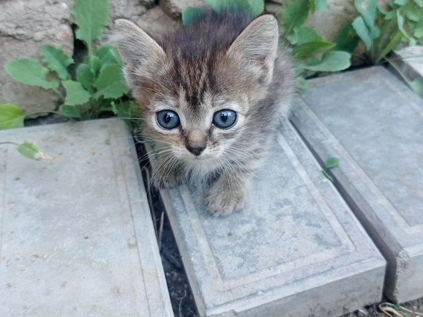 Кошечка в добрые руки