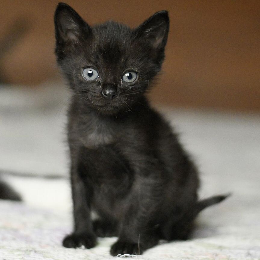 Черный котенок Немо ищет семью