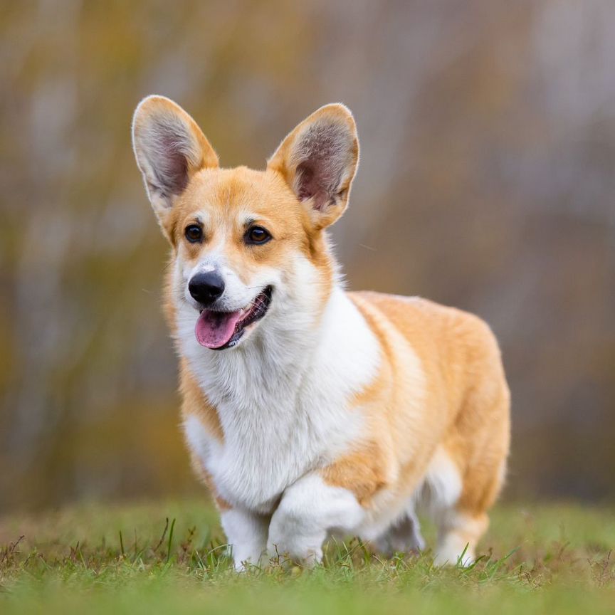 Вельш-корги пемброк