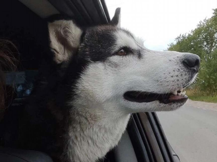 Хаски Бек ищет дом или бесплатную передержку