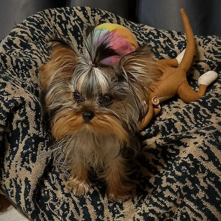 Йоркширский терьер, щенок