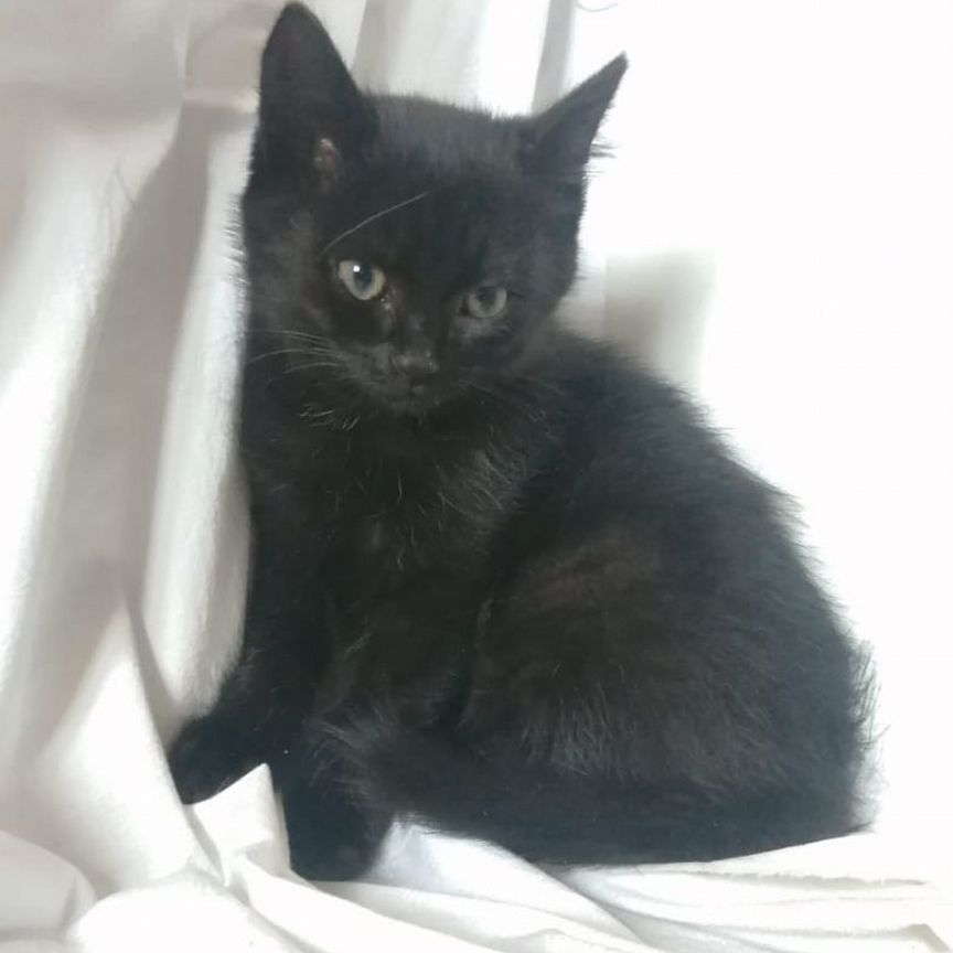 Отдадим котёнка, мальчик