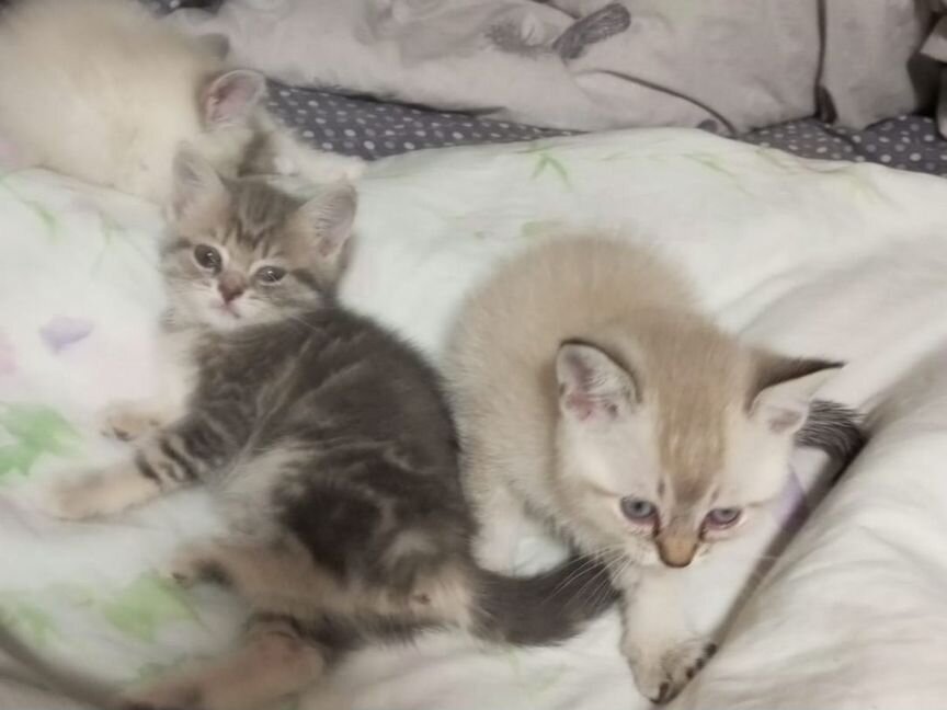 Котята