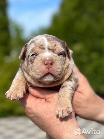 Шоколадный мерль девочка Американский булли