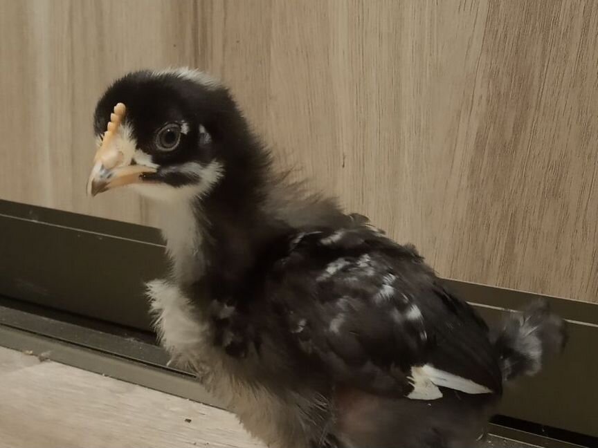 Петушки доминанты 3-4 недели