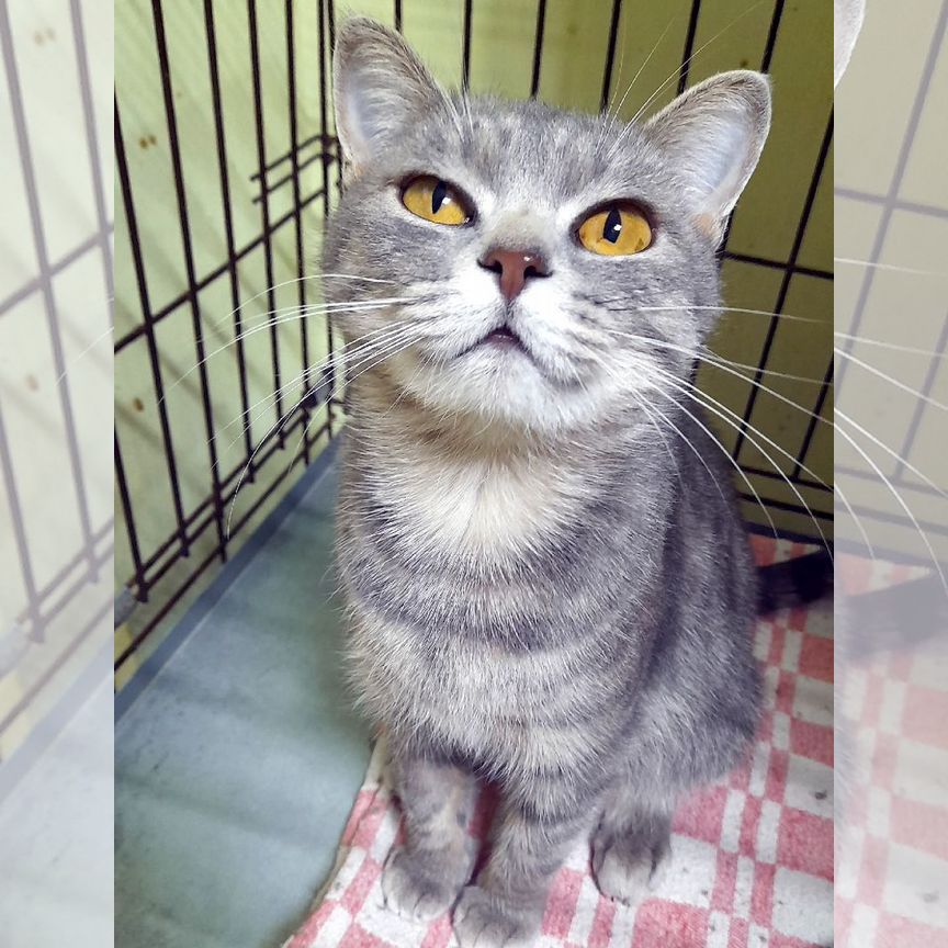 Взрослая кошка в добрые руки