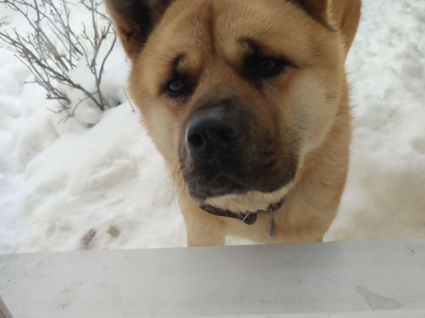 Кабель Вязка Акита