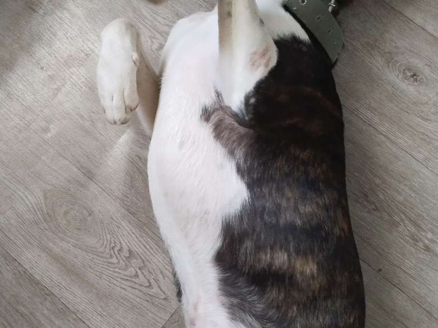 Стаффордширский терьер