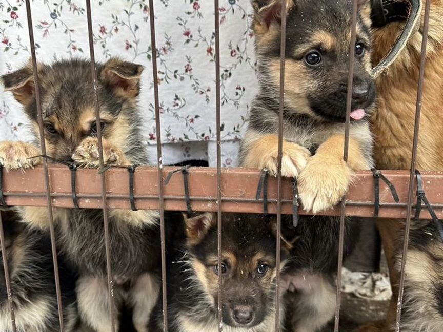Щенки немецкой овчарки бесплатно