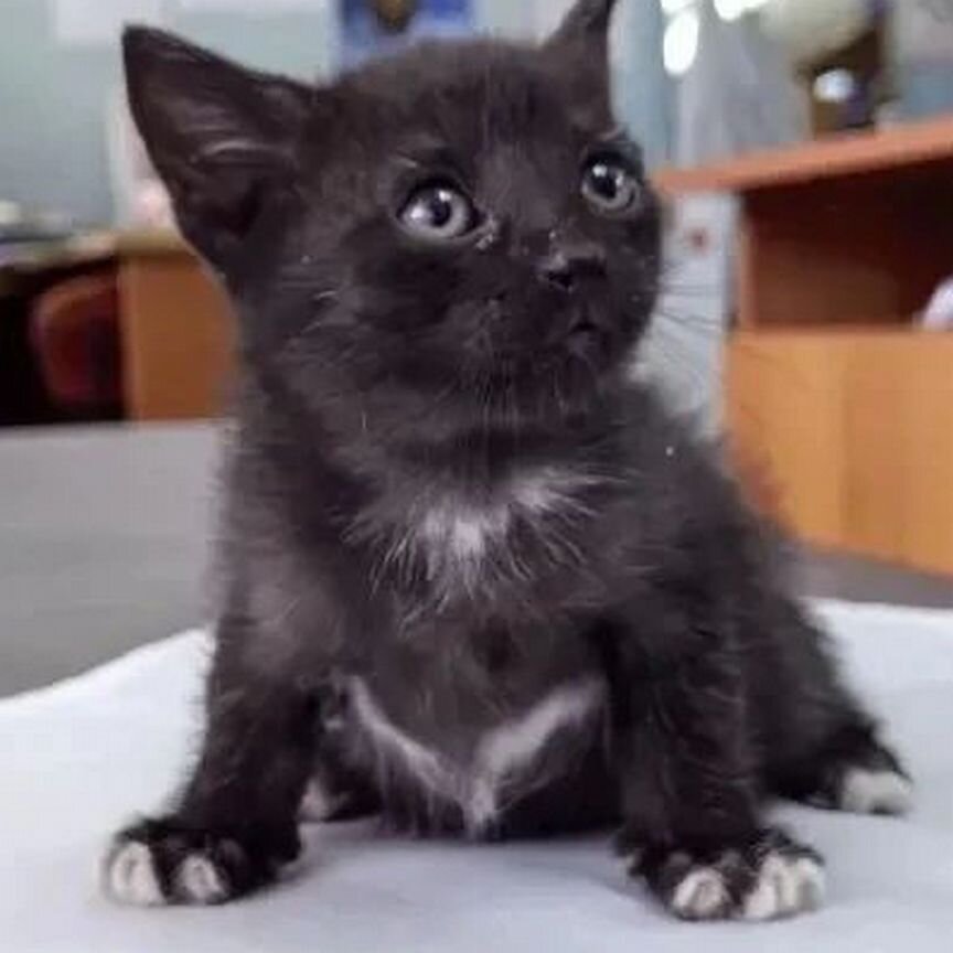 Котёнок в добрые руки