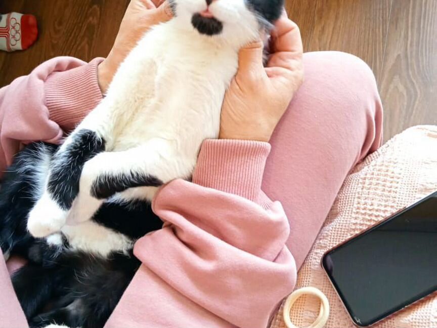 Котик ласковый Томас