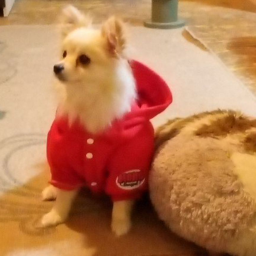 Случка шпиц