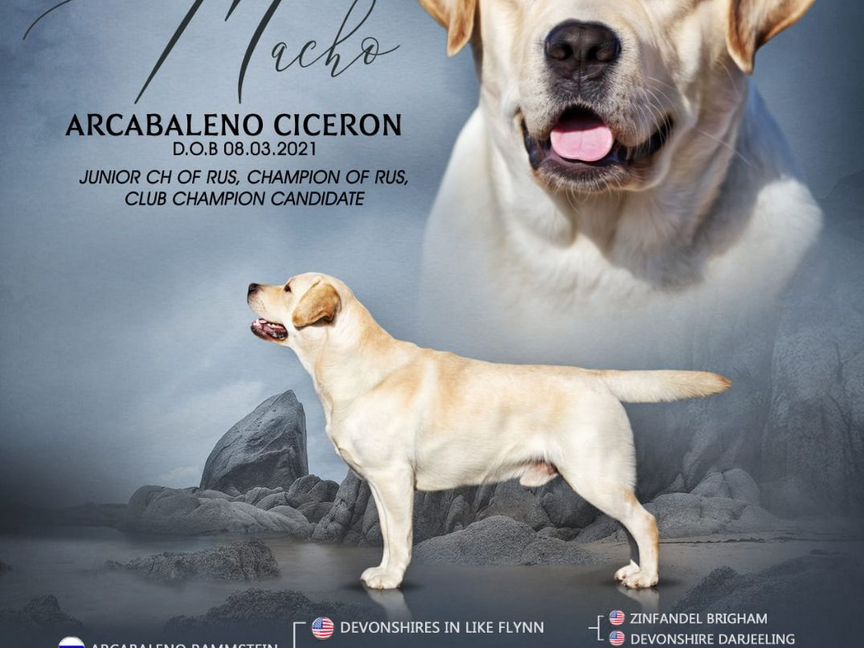 Лабрадор ретривер доступен для вязок