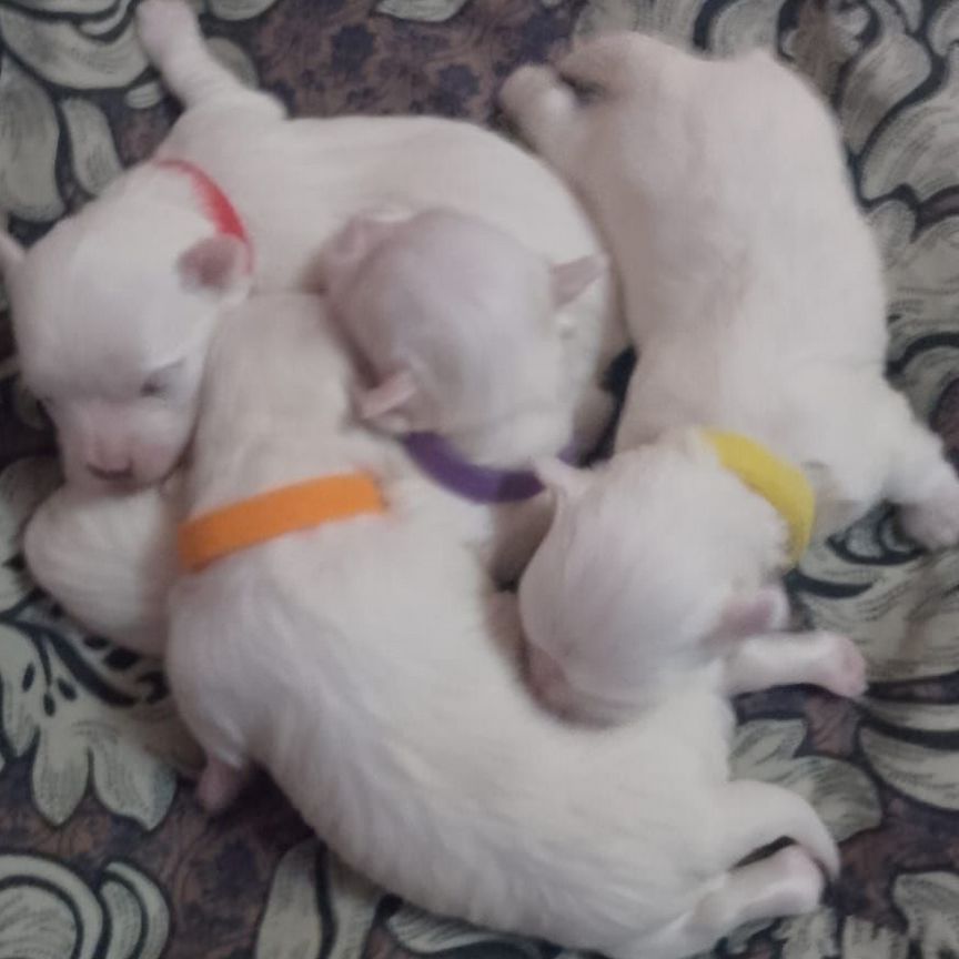 Мальтийская болонка