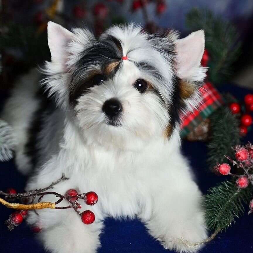 Кавалер кинг-чарльз-спаниель, щенок