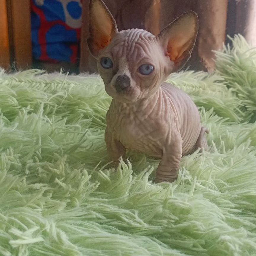 Канадский сфинкс