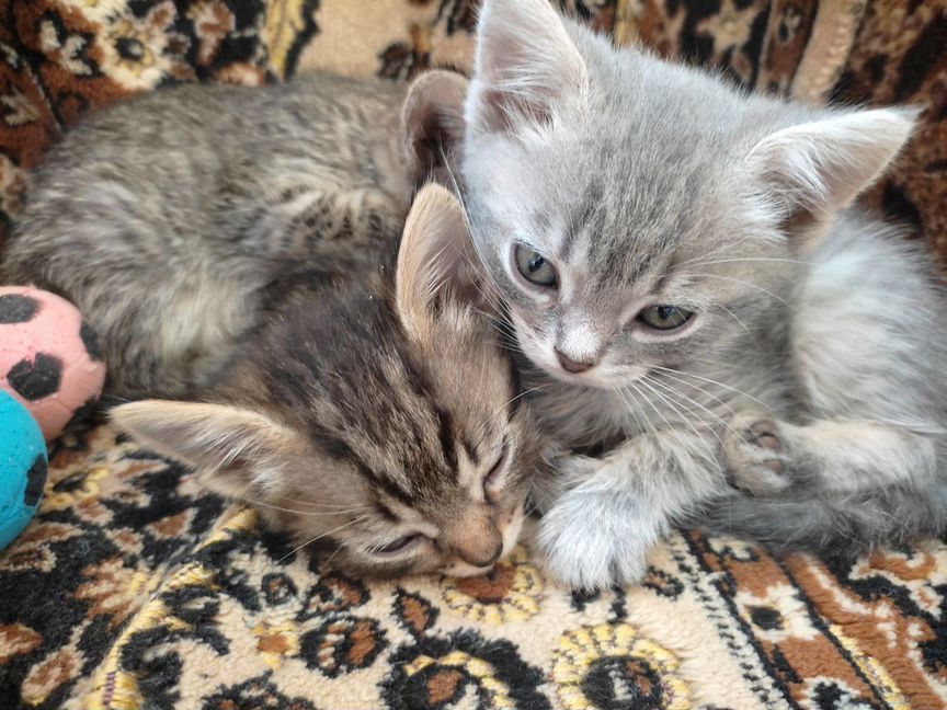 Котята